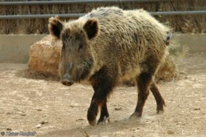 Prase divoké - Atlas přírody