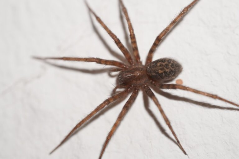 Pokoutník domácí - Atlas přírody